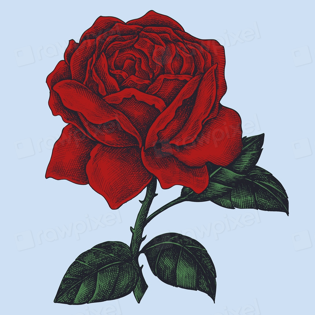 Hand drawn fresh red rose | Premium Photo Illustration - rawpixel