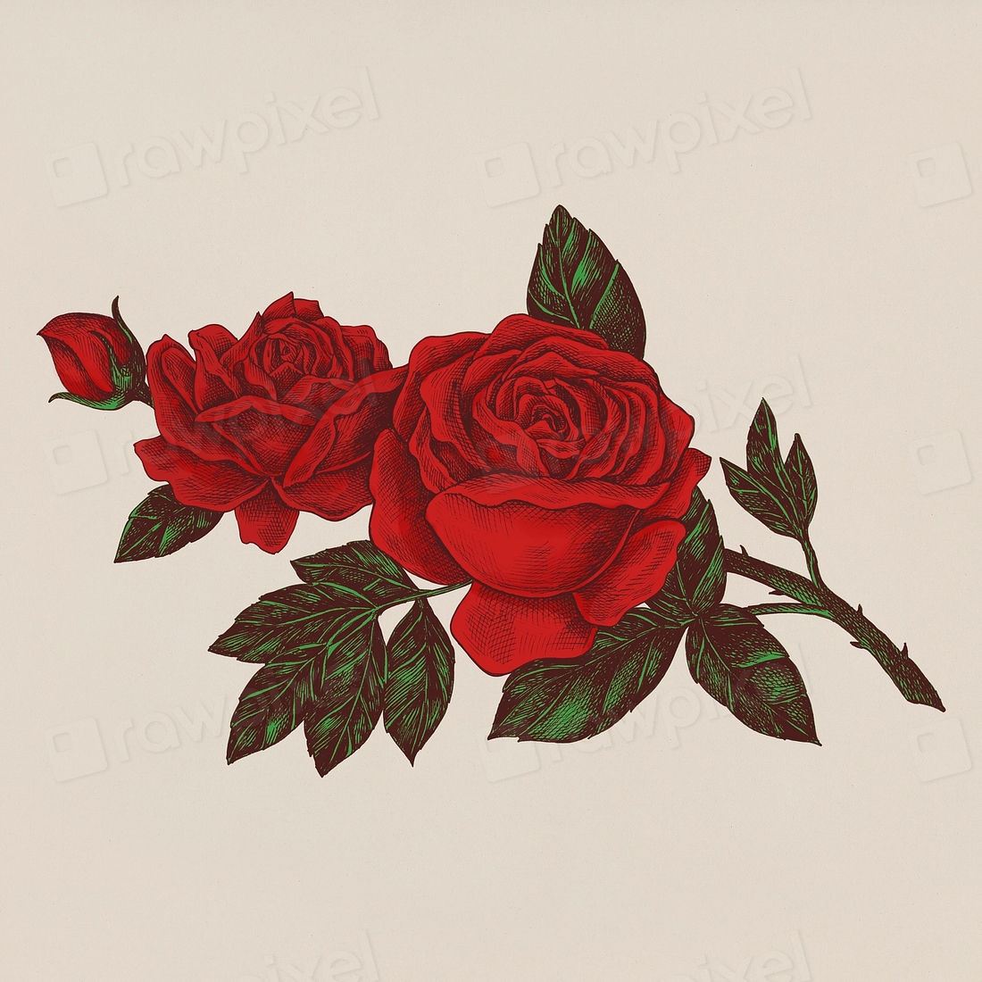 Hand drawn fresh red rose | Premium Photo Illustration - rawpixel