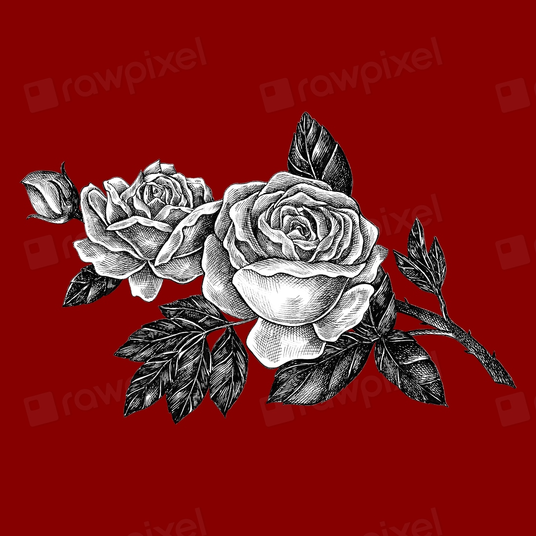 Hand drawn blooming rose isolated | Free Photo Illustration - rawpixel