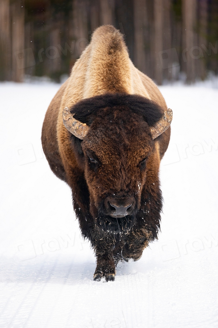 Bull bison runny nose walks | Free Photo - rawpixel