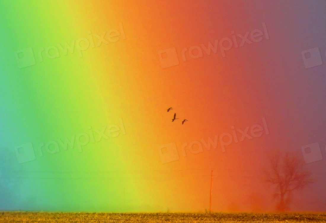 Canada geese flying rainbow Morris | Free Photo - rawpixel