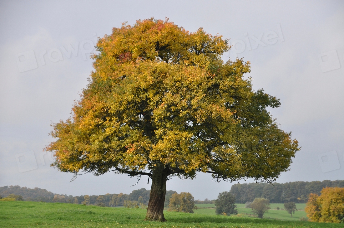Autumn tree. Free public domain | Free Photo - rawpixel