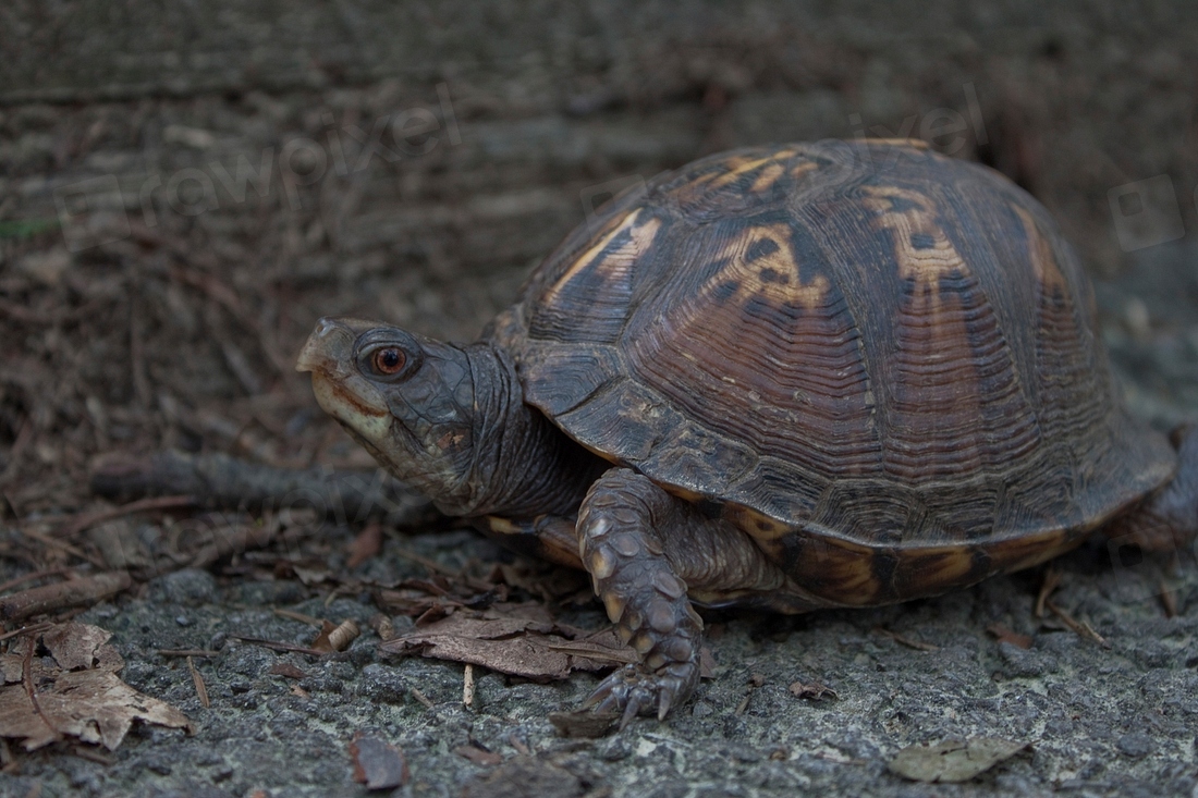 Western box turtle close up. | Free Photo - rawpixel