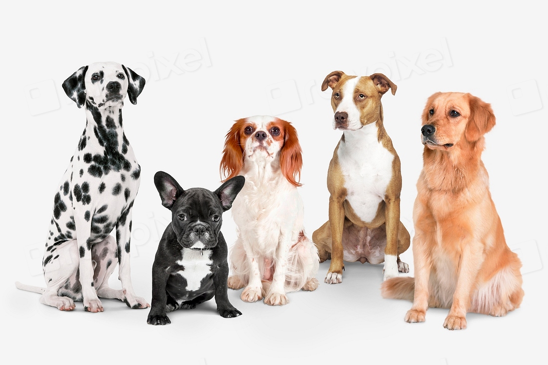 Dog sitting sticker set psd | Premium PSD - rawpixel