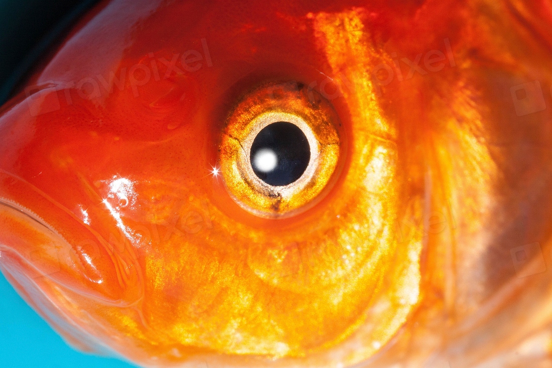 Gold fish face close up. | Free Photo - rawpixel