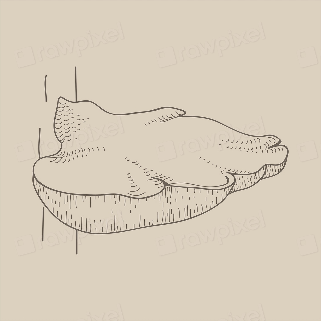 Vector of mushroom | Premium Vector Illustration - rawpixel