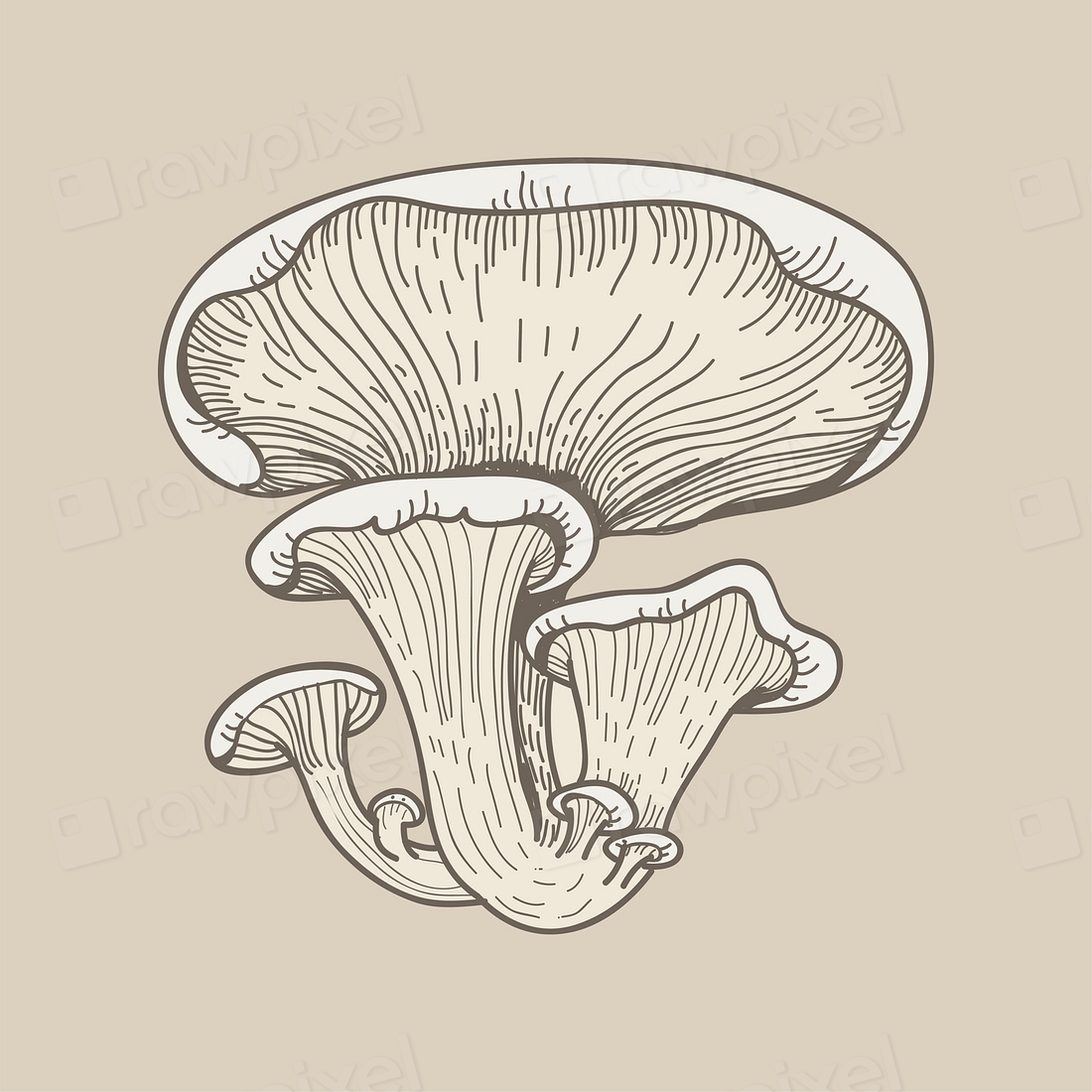 Vector of mushroom | Free Photo Illustration - rawpixel