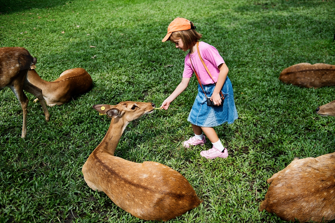 Young caucasian girl feeding deer | Free Photo - rawpixel
