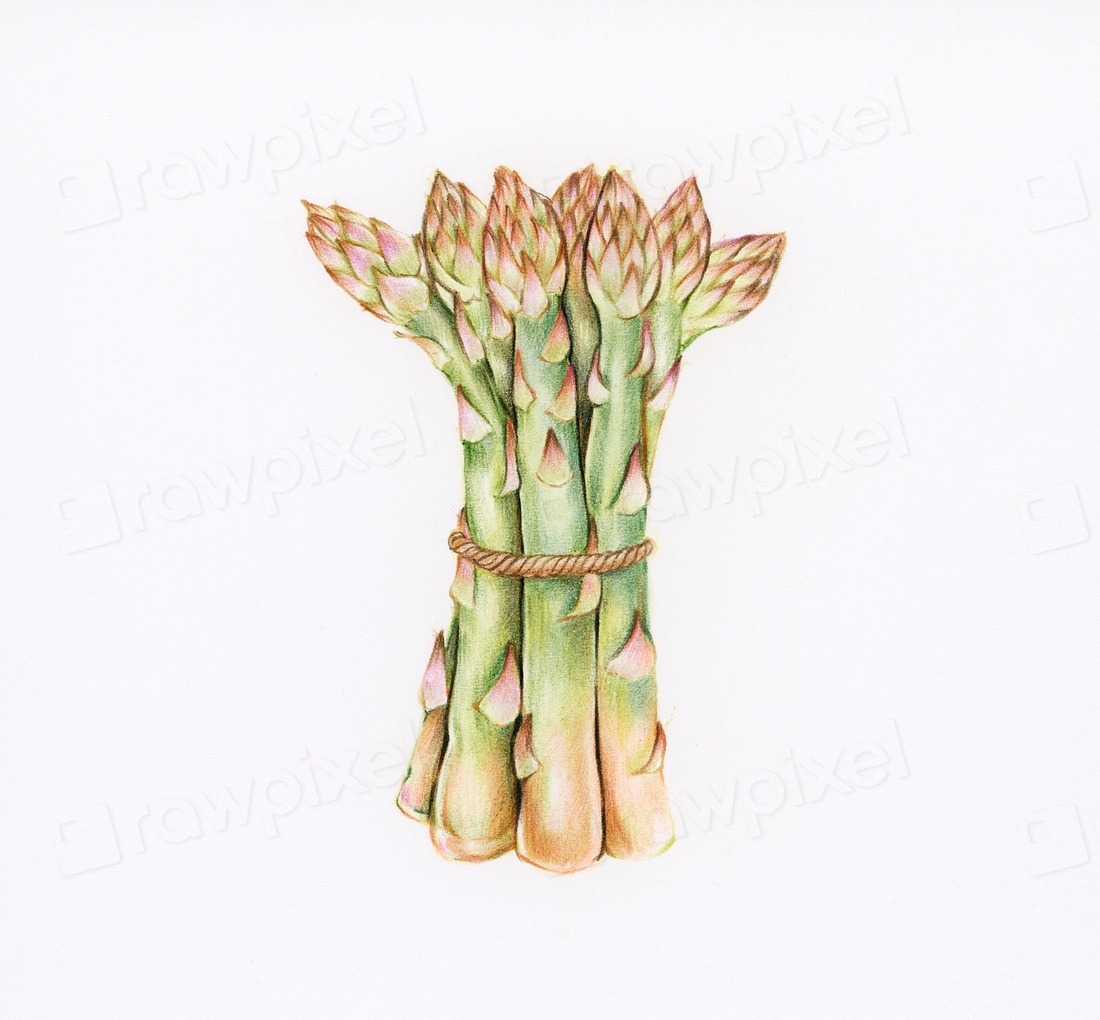 Hand drawn asparagus illustration | Premium Photo Illustration - rawpixel