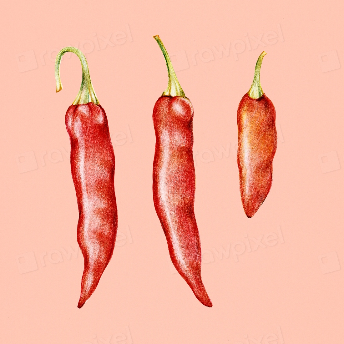 Hand drawn chili illustration | Free Photo Illustration - rawpixel