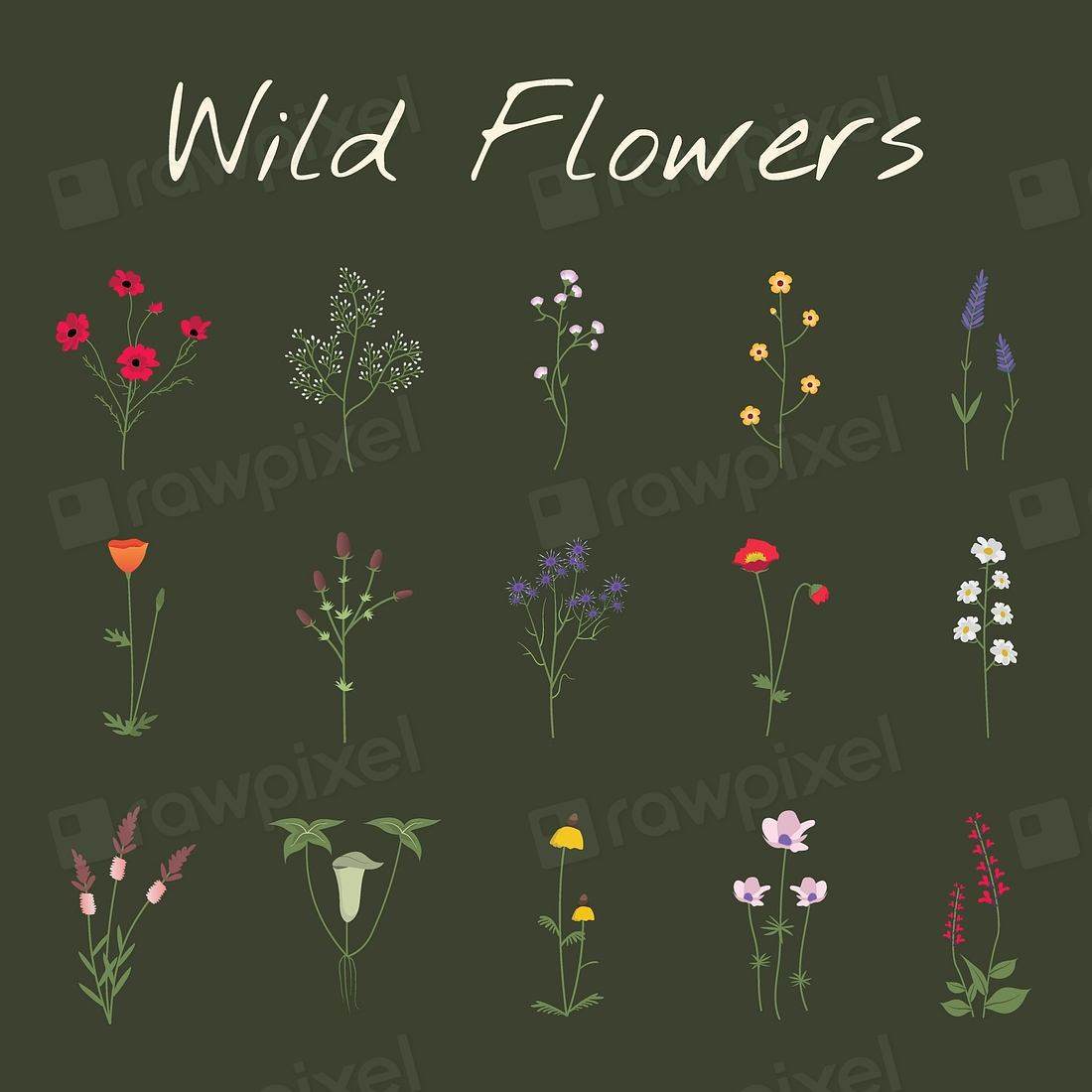 Wild flower vectors | Premium Vector - rawpixel