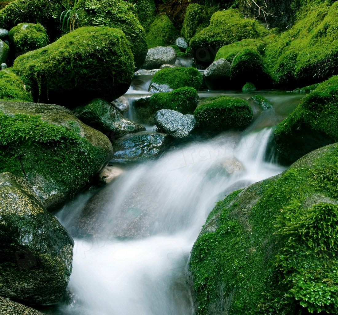 Peaceful nature stream, New Zealand. | Premium Photo - rawpixel