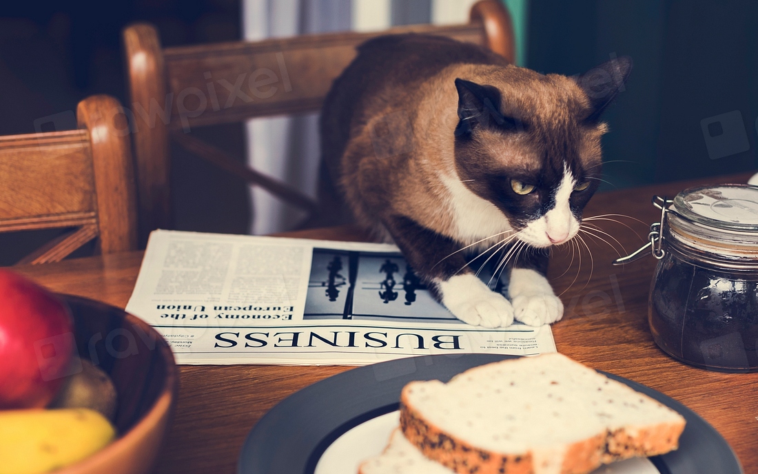Eatery Breakfast Morning Meal Cat | Premium Photo - rawpixel