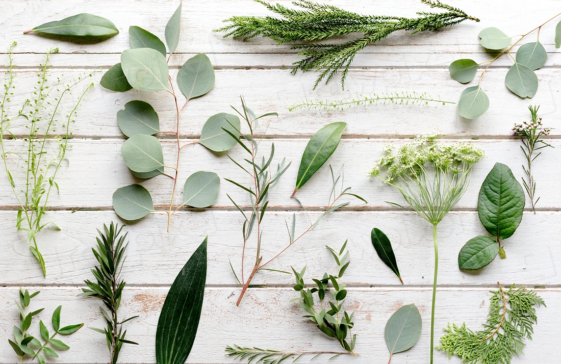 Different varieties of leaves collection | Premium Photo - rawpixel