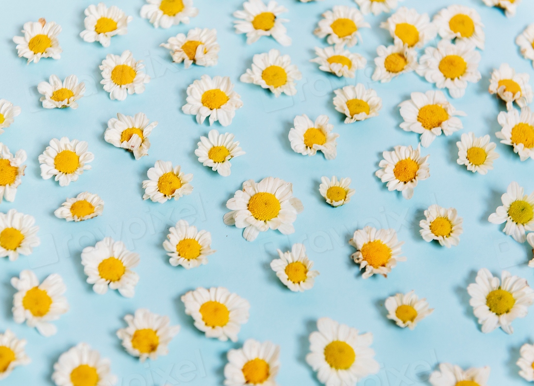 White Daisy Flowers Blue Background | Free Photo - rawpixel