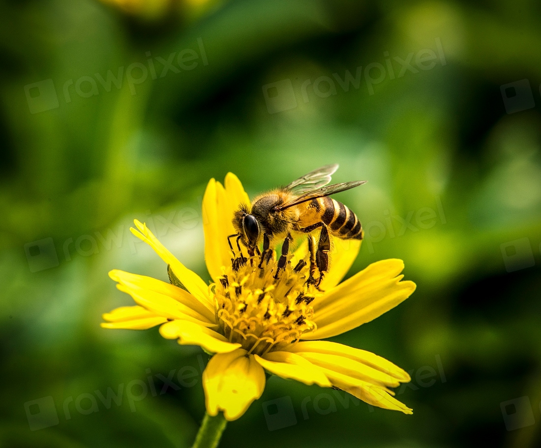 Macro real nature flower botanic | Premium Photo - rawpixel
