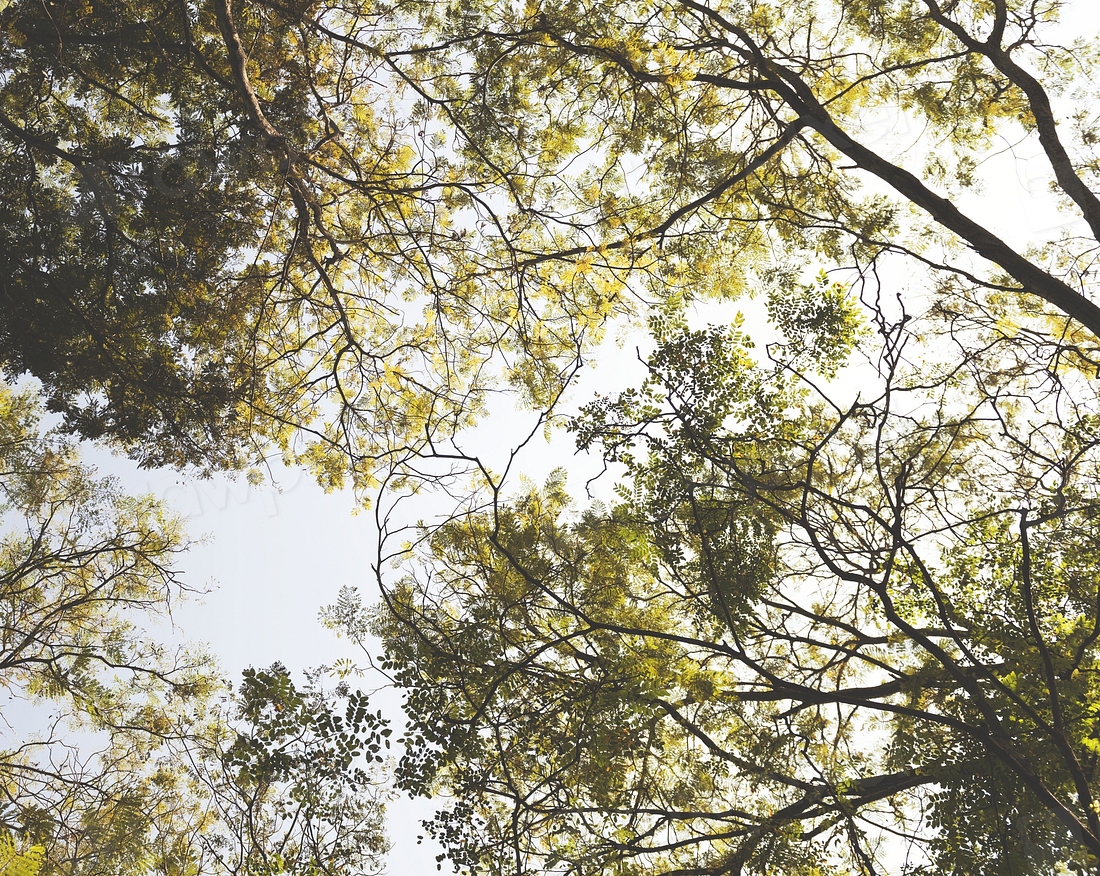 The tree tops | Premium Photo - rawpixel