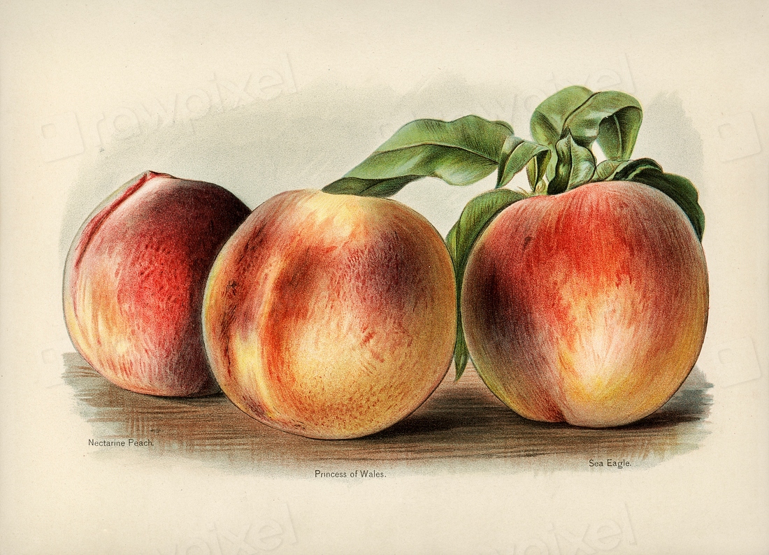 Vintage illustration peach digitally enhanced | Free Photo Illustration ...
