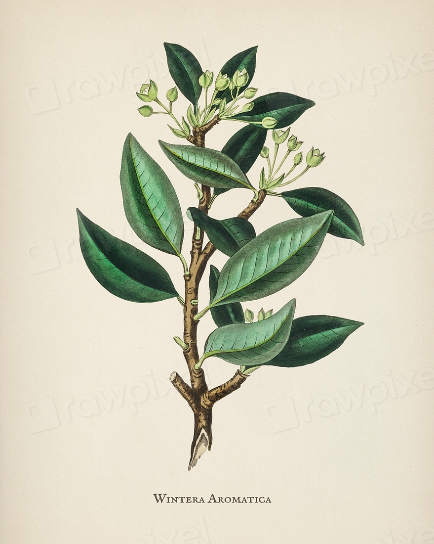 Wintera aromatica illustration Medical Botany | Premium PSD ...