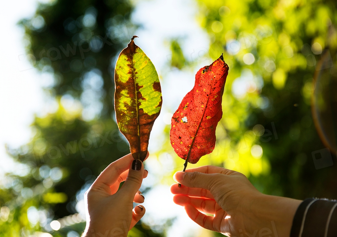 Friends holding leaves | Free Photo - rawpixel