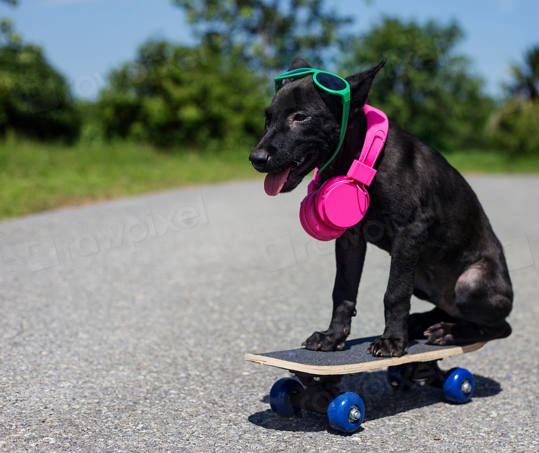 Puppy on a skateboard | Premium Photo - rawpixel