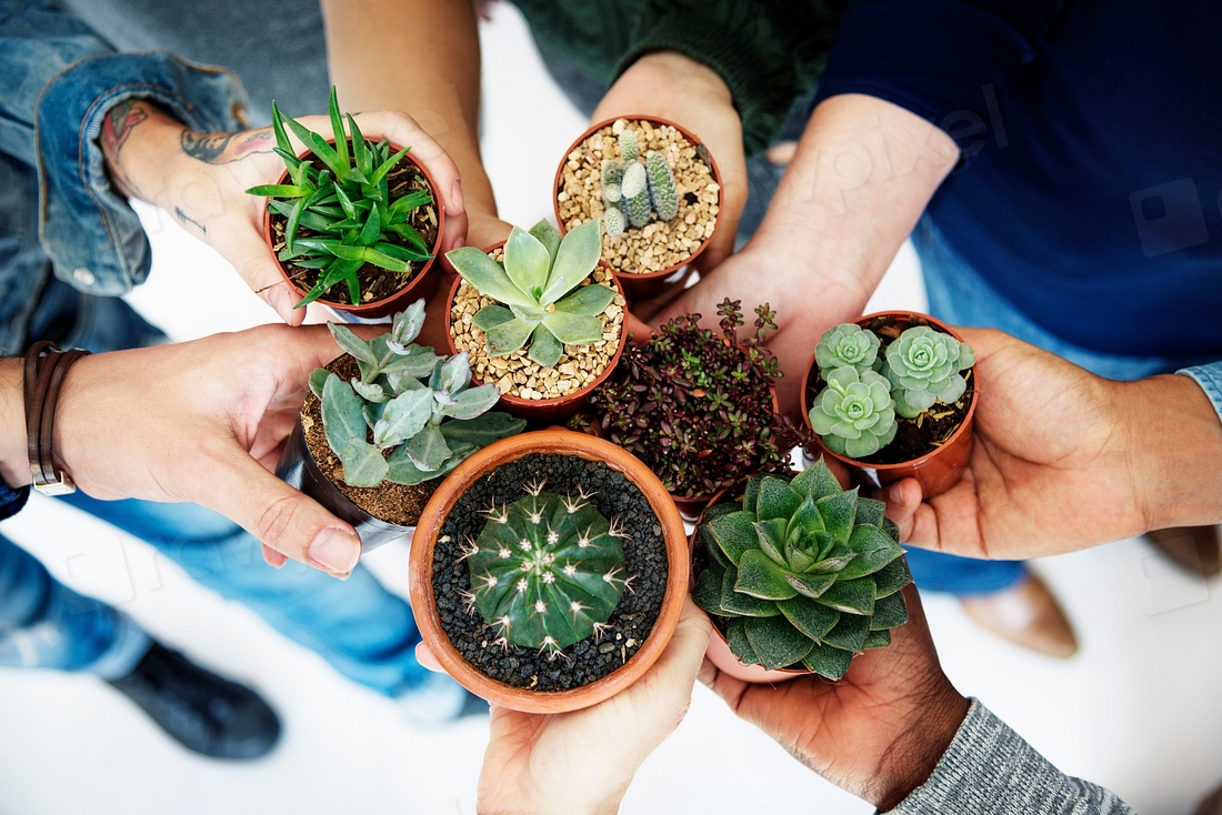 Diverse People Hands Hold Cactus | Premium Photo - rawpixel