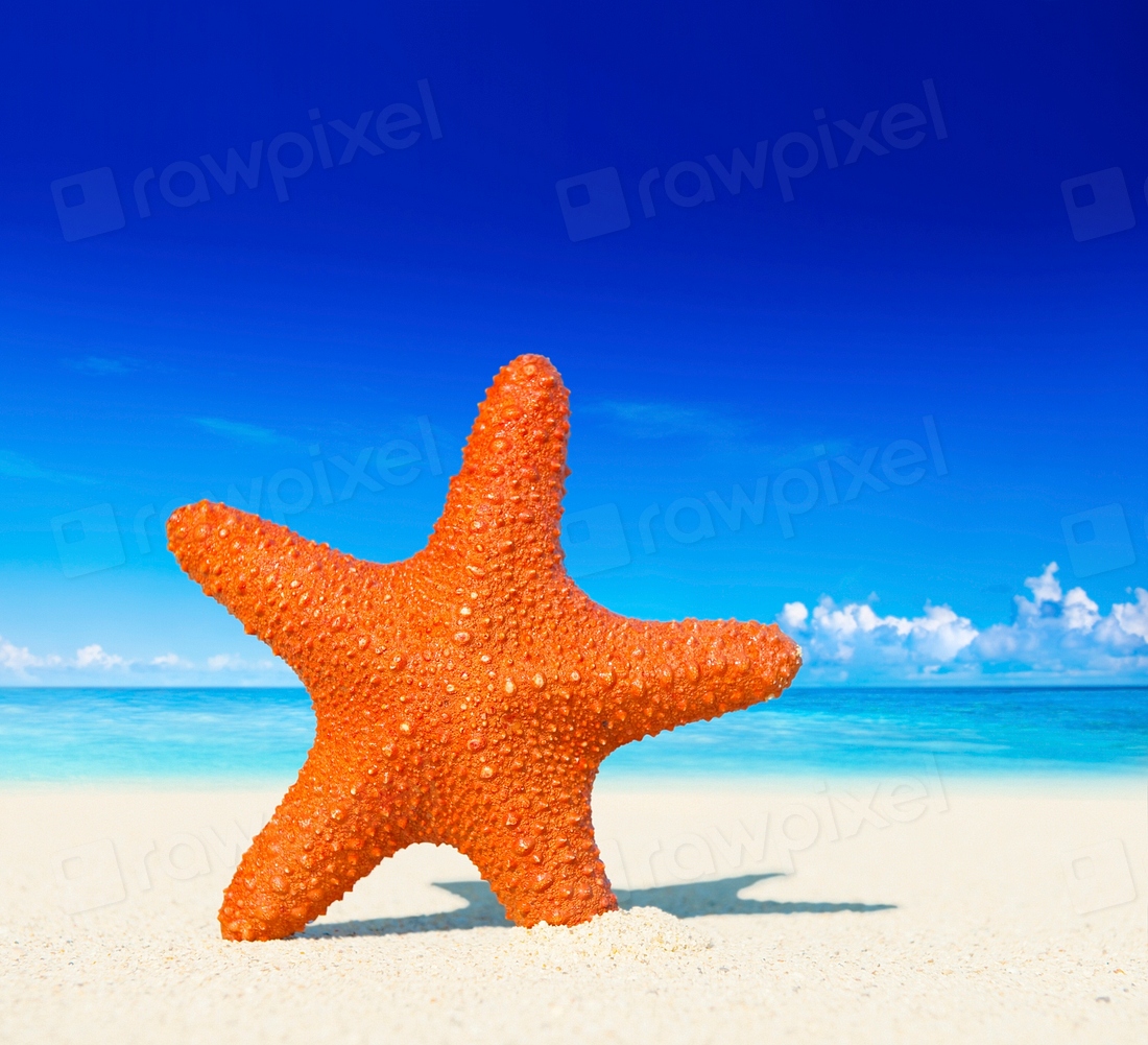 Starfish on a tropical beach. | Premium Photo - rawpixel