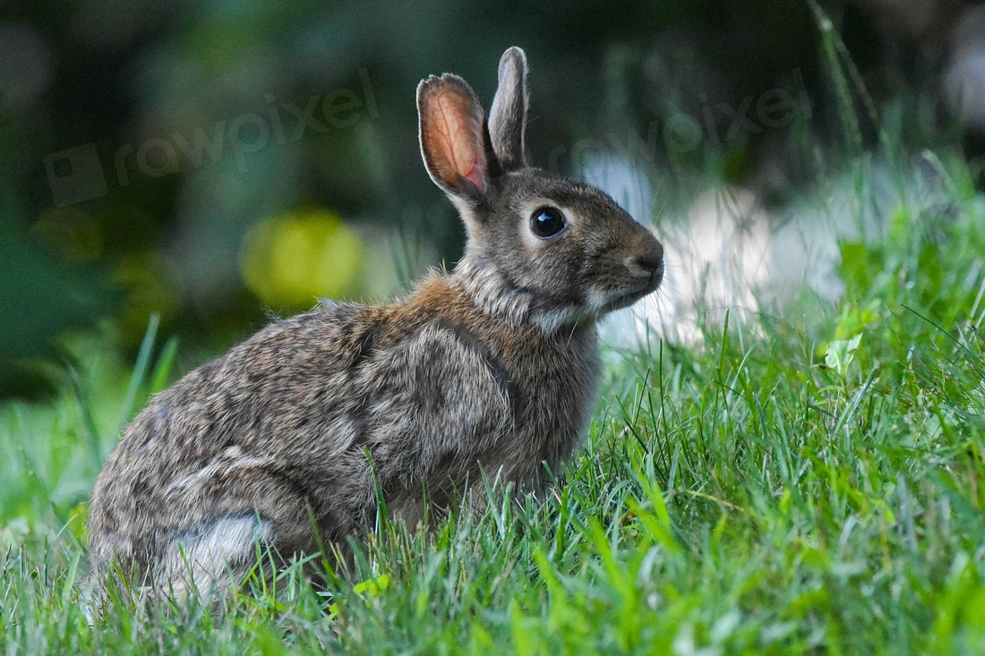 Free wild rabbit image, public | Free Photo - rawpixel