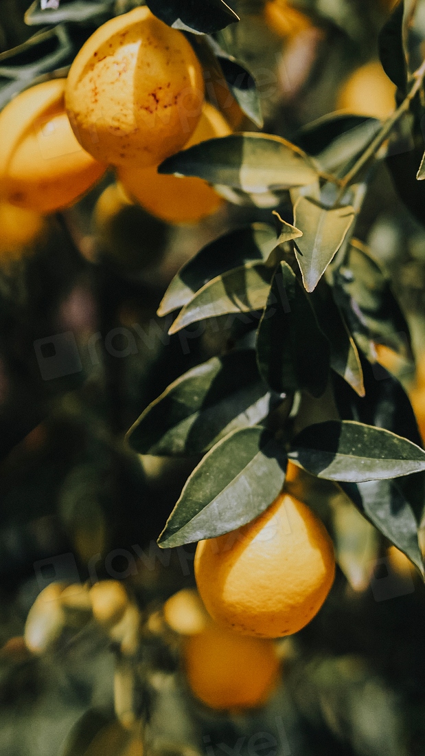 Tangerine phone wallpaper, HD image | Premium Photo - rawpixel