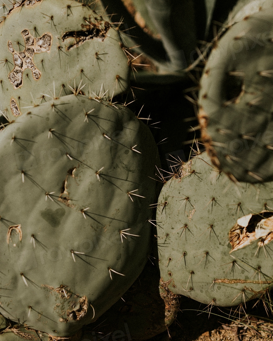 Prickly pear cactus close up | Premium Photo - rawpixel