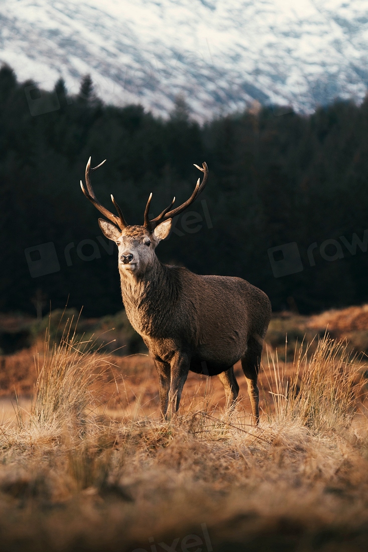 Wild deer beautiful large antlers | Premium Photo - rawpixel