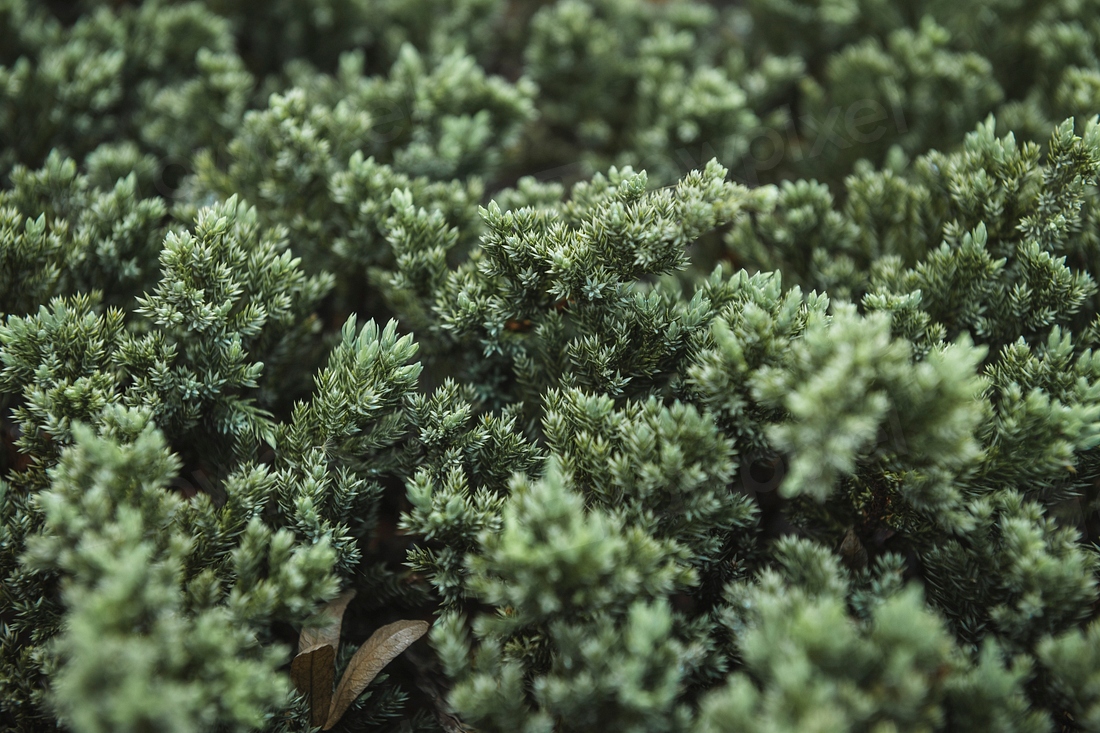 Close juniper bush | Free Photo - rawpixel