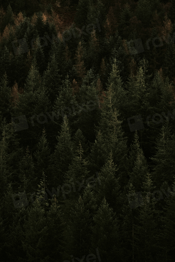 Fir trees dark woods | Premium Photo - rawpixel