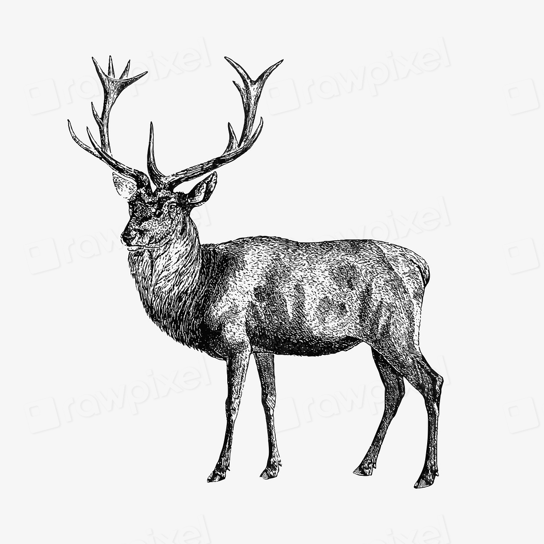 Drawing of red deer | Premium Vector Illustration - rawpixel