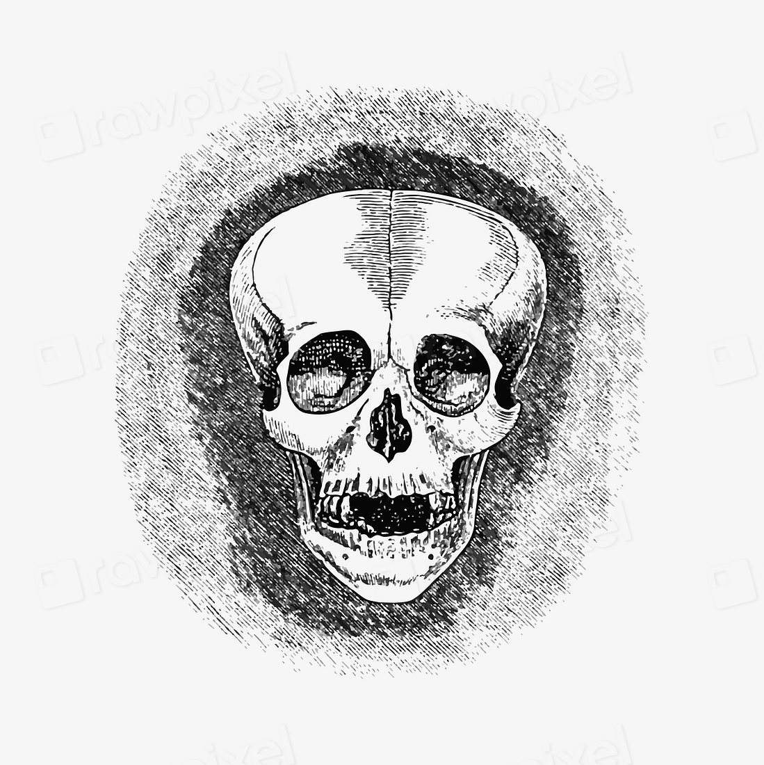 Human skull illustration vector | Premium Vector Illustration - rawpixel