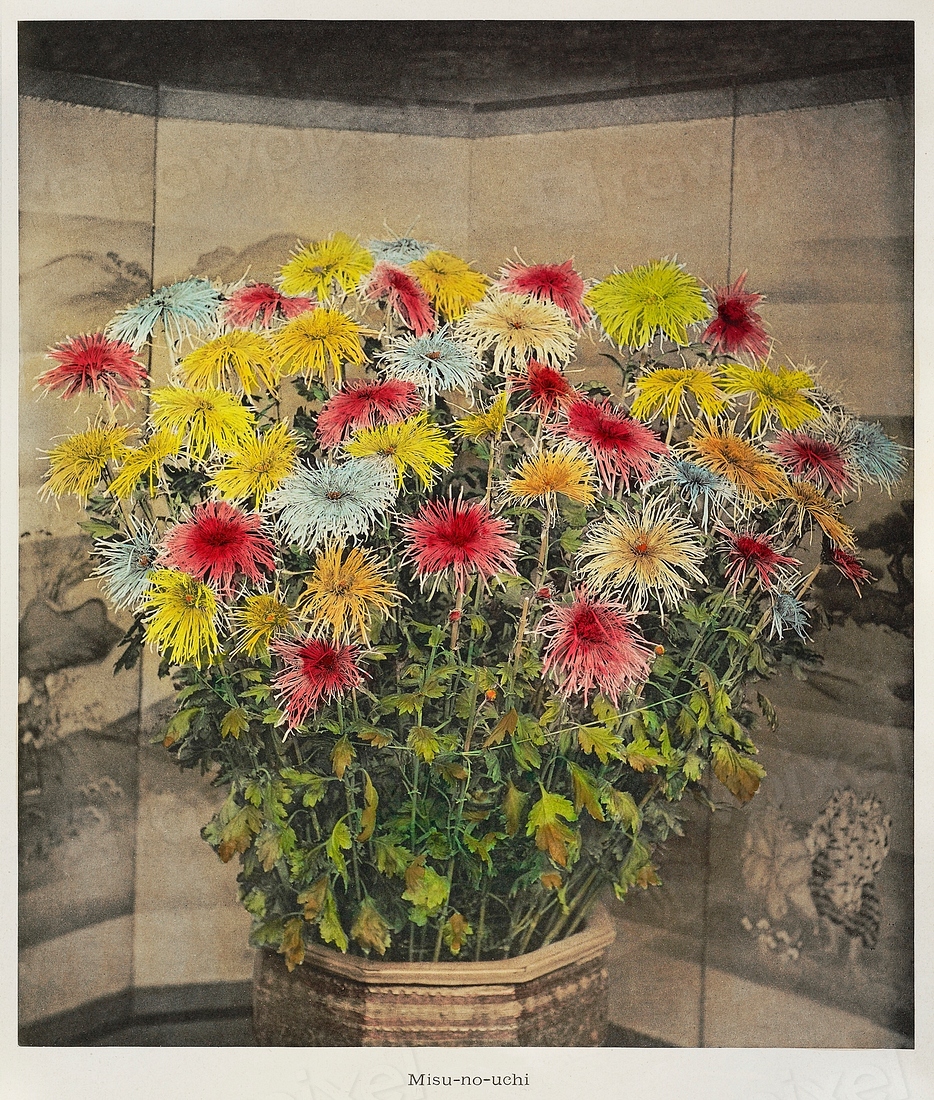 Misu–no–uchi, hand–colored collotype Japanese Flowers | Free Photo ...