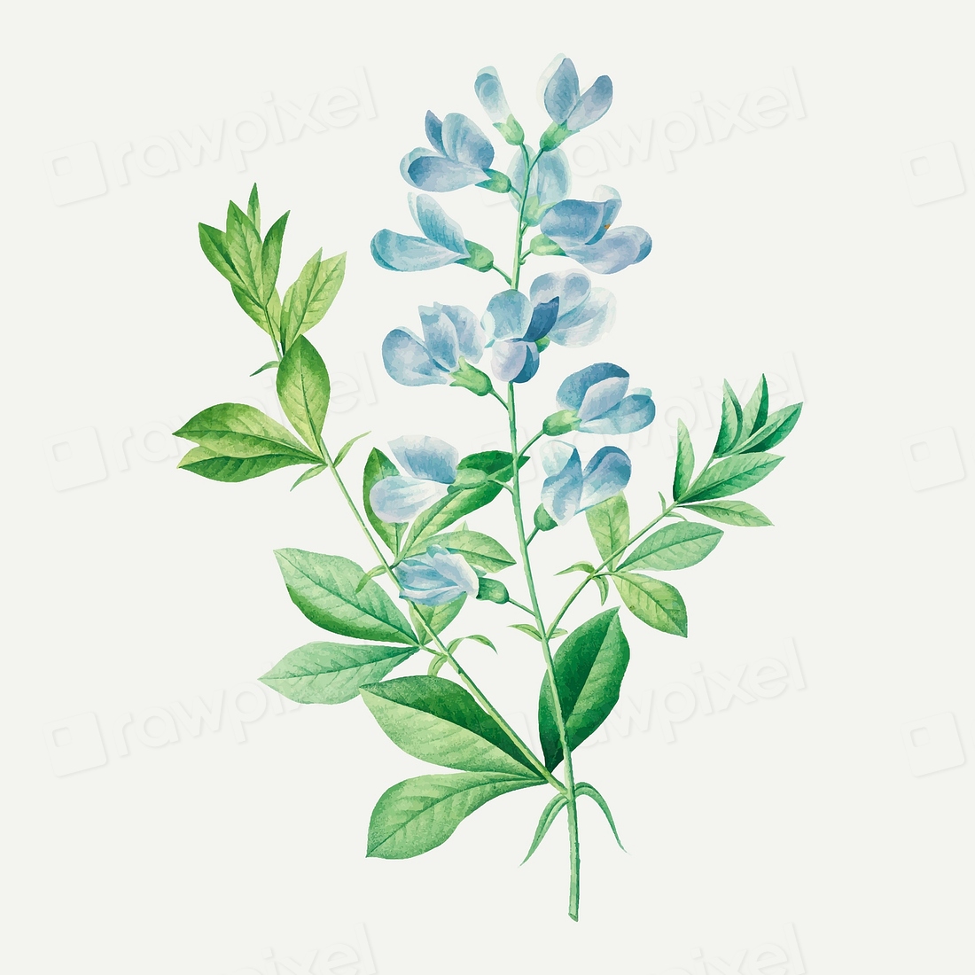 Sweet pea flower vector, remixed | Premium Vector Illustration - rawpixel
