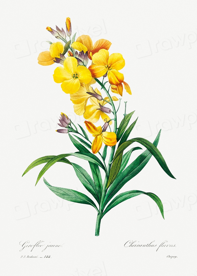 Wallflower Pierre-Joseph Redouté (1759–1840). Original | Free Photo ...