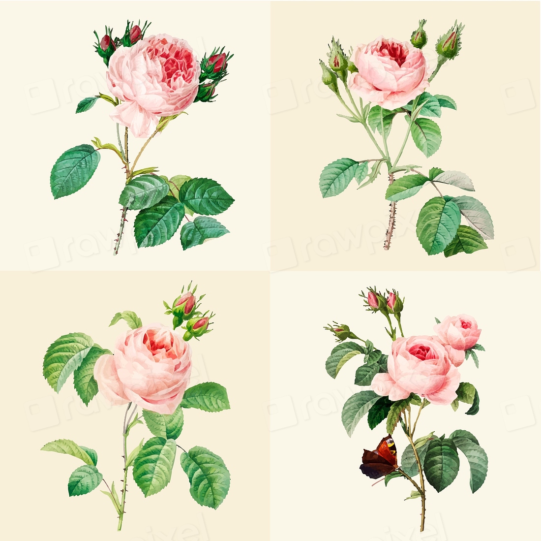 Set of beautiful blooming roses | Premium Vector - rawpixel