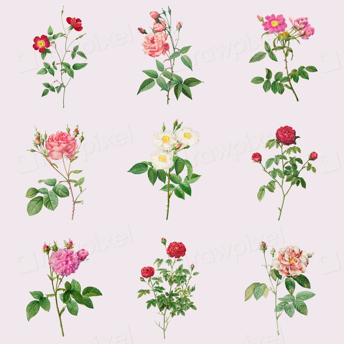Vintage rose flower vector collection | Premium Vector - rawpixel