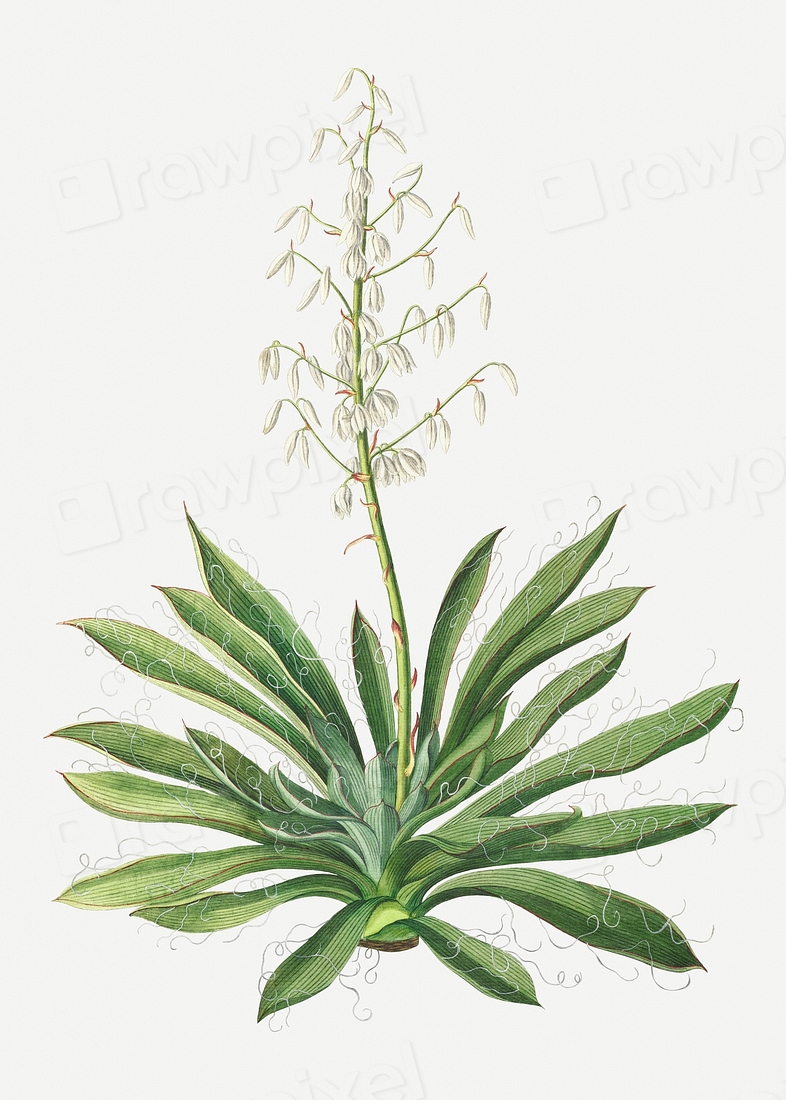 Vintage yucca flower design element | Premium PSD - rawpixel