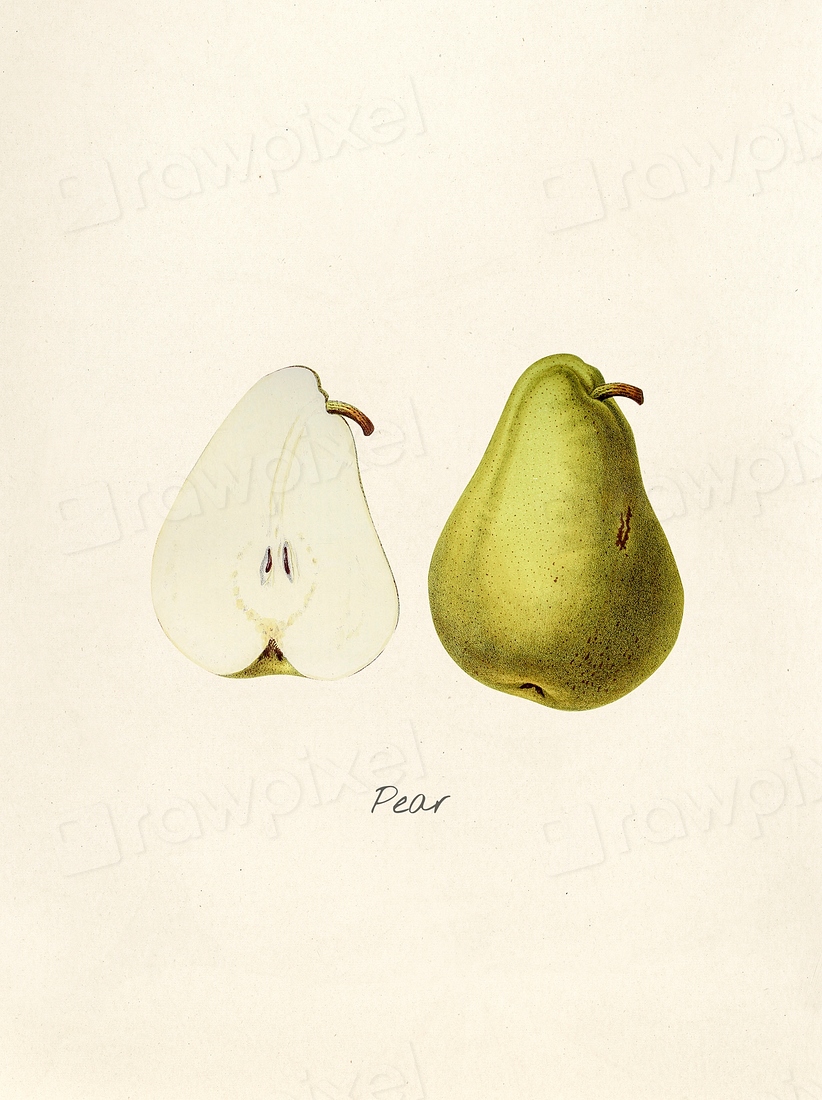 Antique illustration of fruit | Free Photo Illustration - rawpixel