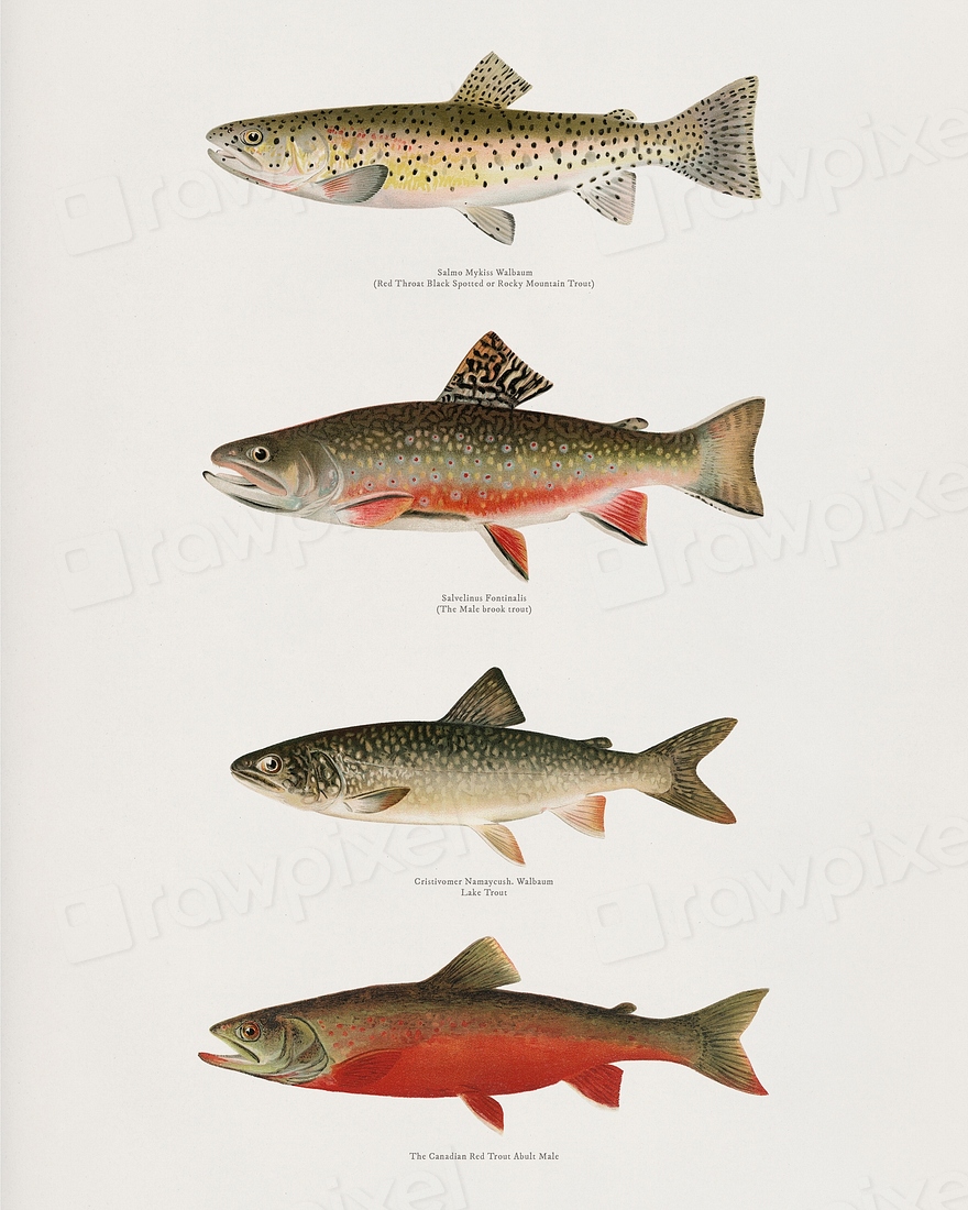Set fish illustrations found Fishes | Premium Photo - rawpixel