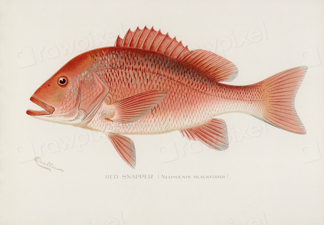 Red Snapper (Neomaenis Blackford). Digitally | Free Photo Illustration ...