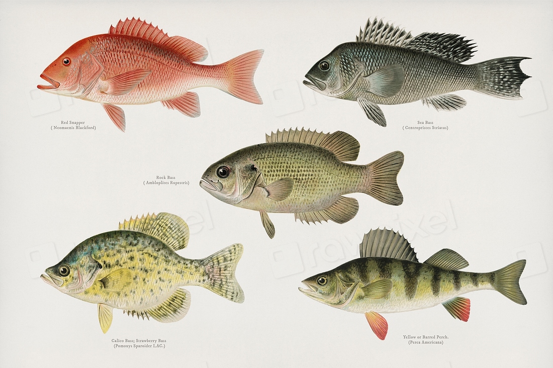 Set fish illustrations found Fishes | Premium PSD - rawpixel