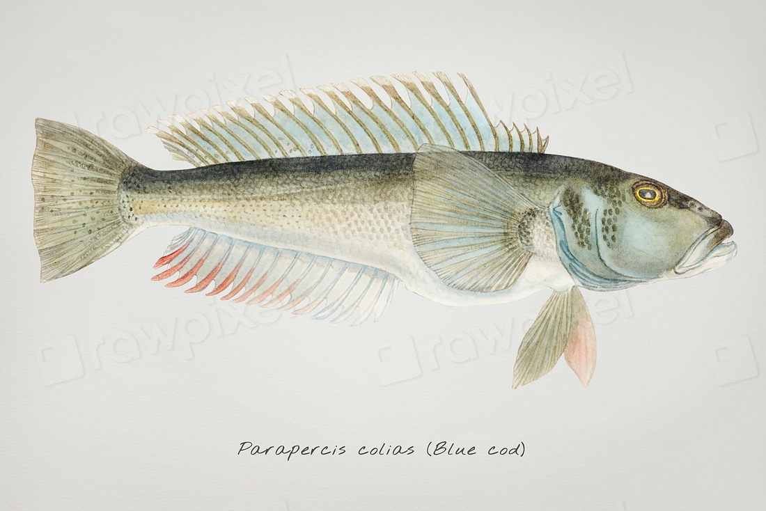 Drawing antique fish Parapercis colias | Free Photo Illustration - rawpixel