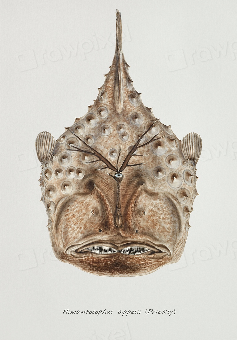 Antique drawing watercolor Prickly anglerfish | Free Photo Illustration ...