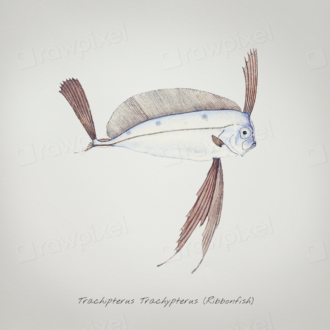 Antique drawing watercolor Ribbonfish marine | Free Photo Illustration ...