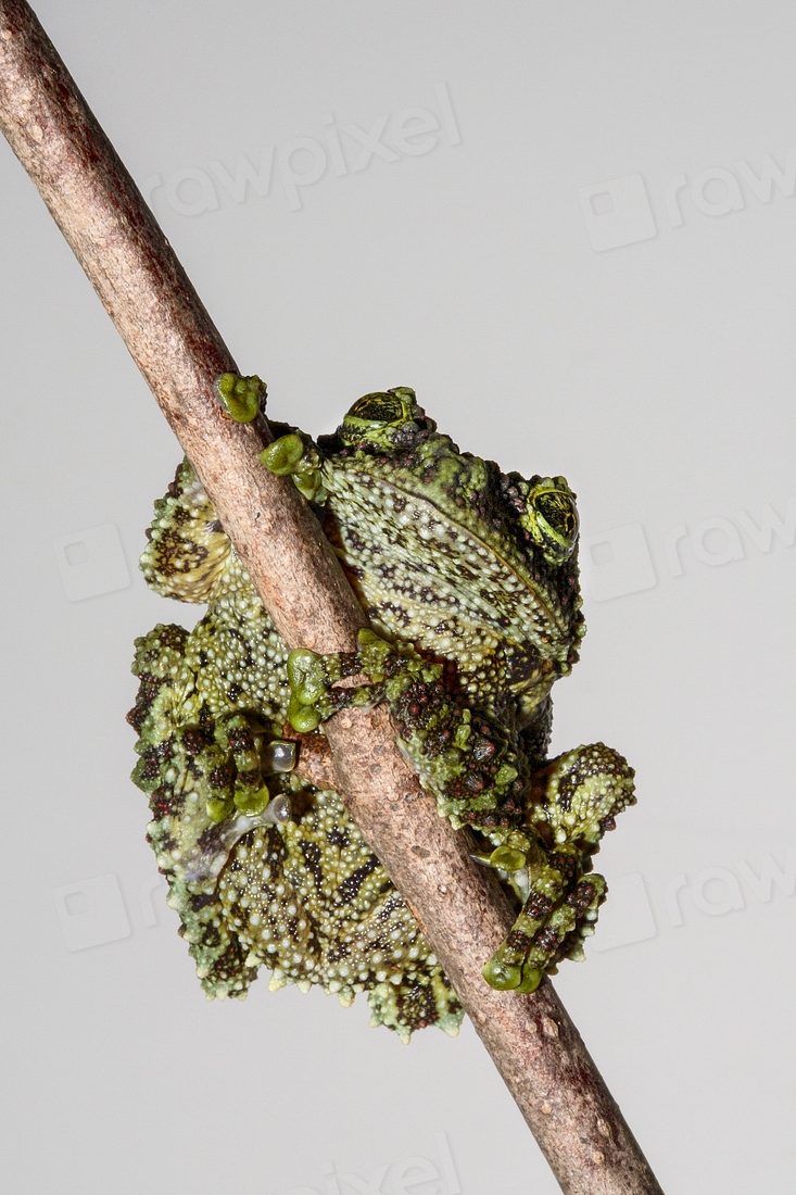 Vietnamese Mossy Frog (2006). Original | Free Photo - rawpixel