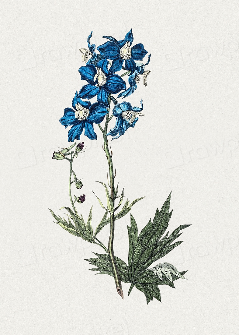 Hand drawn blue flower. Original | Free Photo Illustration - rawpixel